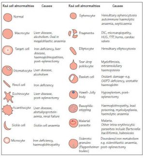 Medical Trivia Questions to Test Your Knowledge (Free + Fun!)