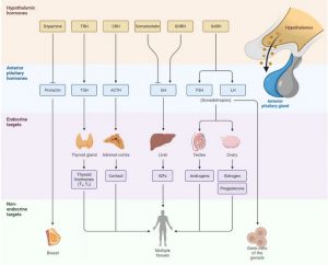 Understanding Obstructive Jaundice: Causes, Symptoms, and Treatment