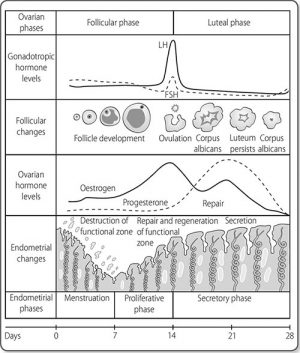 Understanding Obstructive Jaundice: Causes, Symptoms, and Treatment